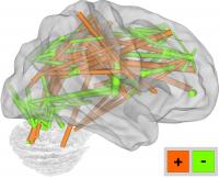 A Look at the Human Brain, Over Time (1 of 4) | EurekAlert!
