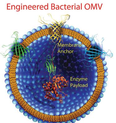 Bacterial Outer Membrane Vesic [IMAGE] | EurekAlert! Science News Releases