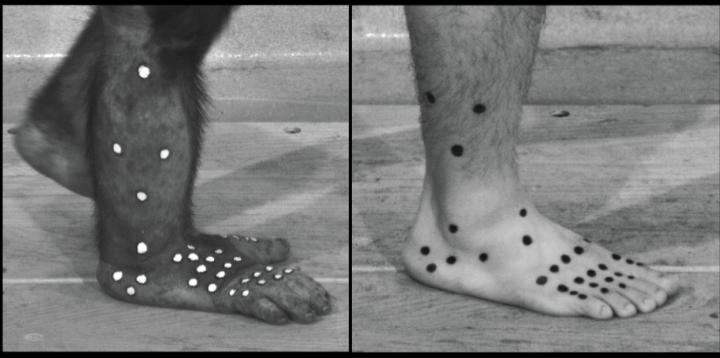 Chimpanzee Feet Allow Scientis [IMAGE] | EurekAlert! Science News Releases