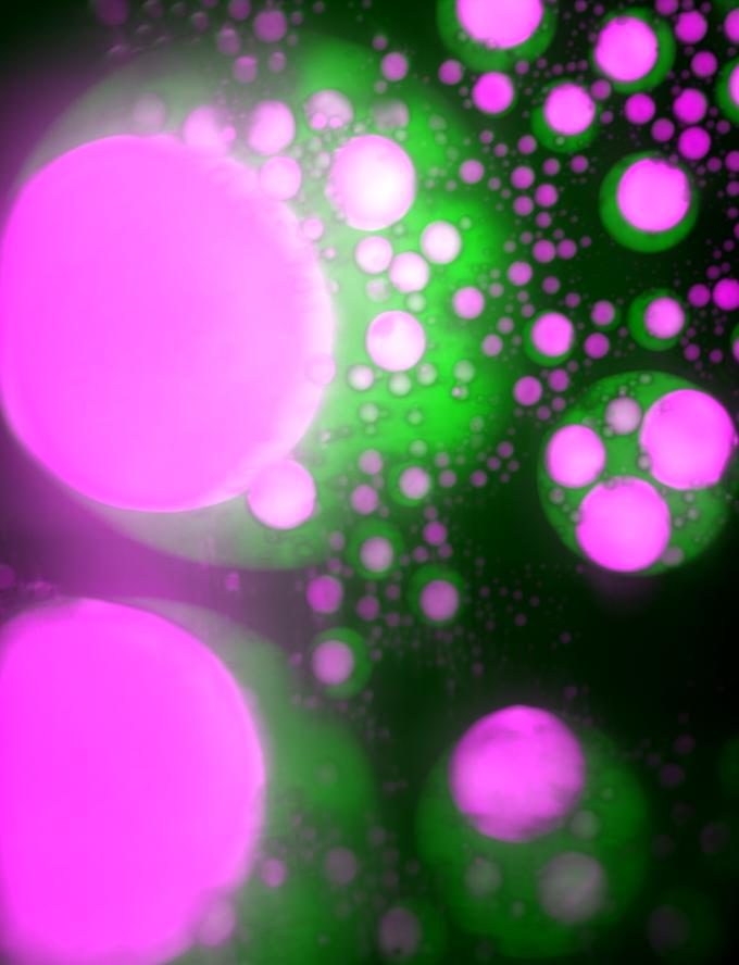 Liquid-liquid phase separation [IMAGE] | EurekAlert! Science News Releases