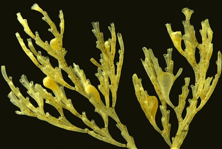 The colony of cyclostome bryoz [IMAGE] | EurekAlert! Science News Releases