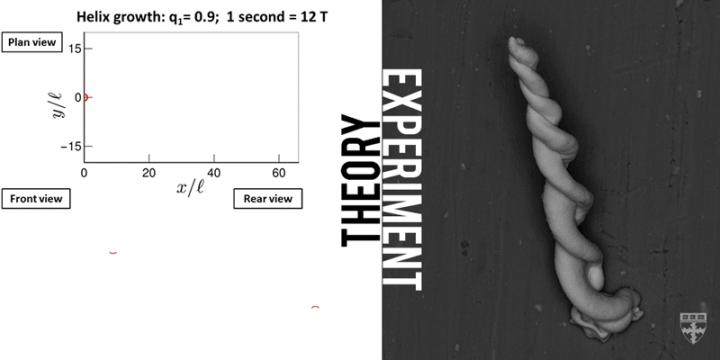 Growing Horns [IMAGE] | EurekAlert! Science News Releases