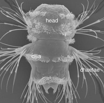 Bristle Worm Larva Cilia [IMAGE] | EurekAlert! Science News Releases