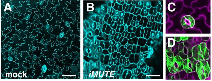 MUTE is important for the deve [IMAGE] | EurekAlert! Science News Releases