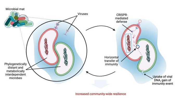 horizontal gene transfer.jpg [IMAGE] | EurekAlert! Science News Releases