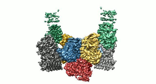 Detailed structure illuminates brain-enhancin | EurekAlert!