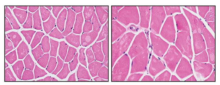 Cross-section of mouse muscle [IMAGE] | EurekAlert! Science News Releases