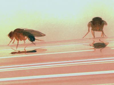 Too Much of A Good Guy (or Gal [IMAGE] | EurekAlert! Science News Releases