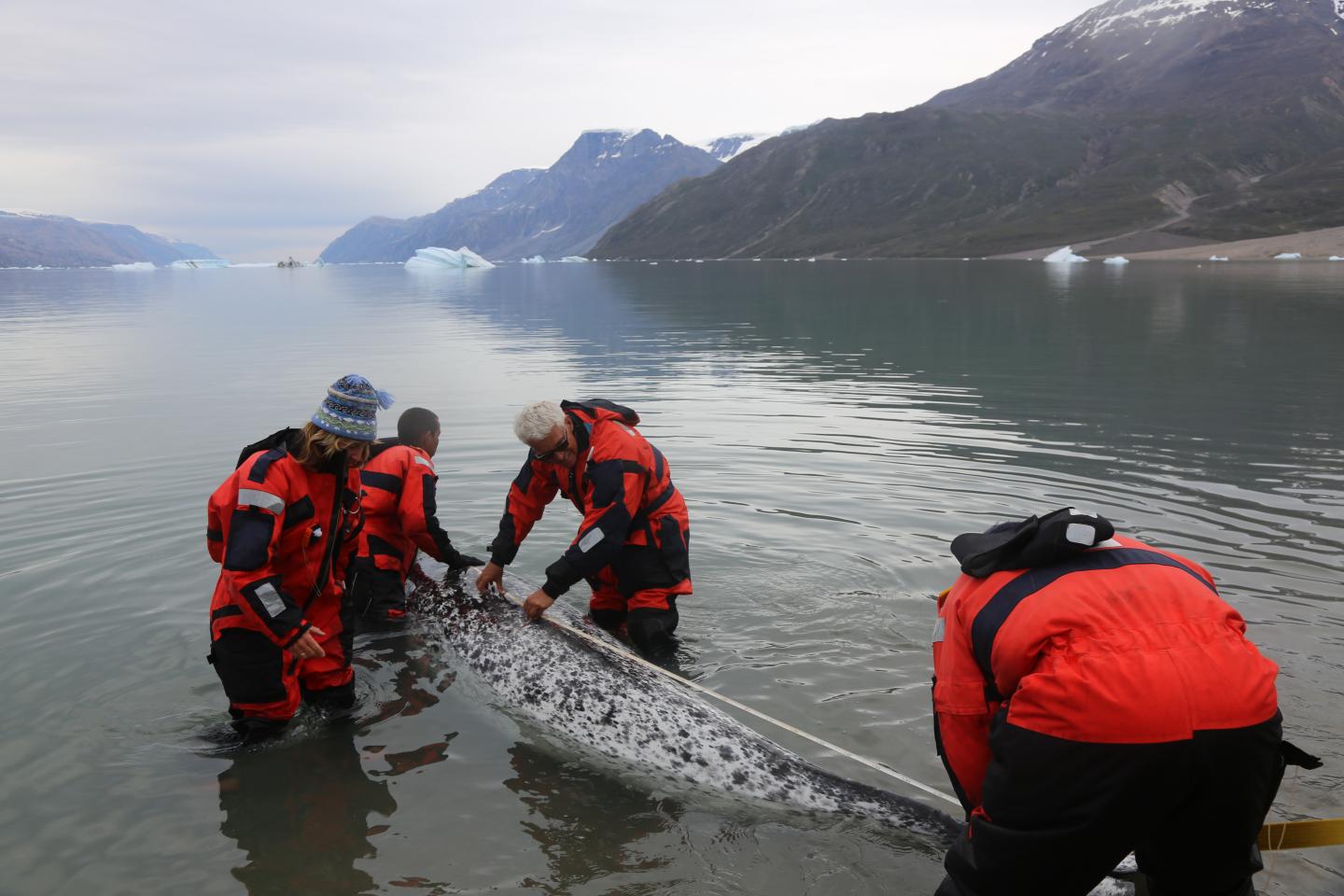 Narwhal Measurements [IMAGE] | EurekAlert! Science News Releases