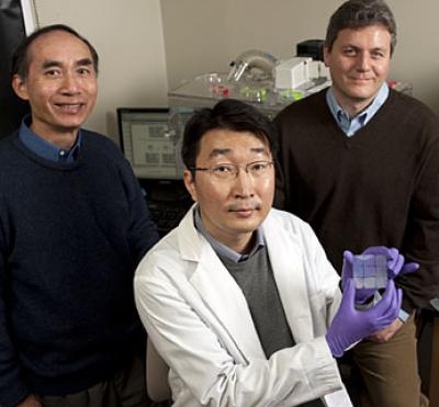 Leslie Tung, Deok-Ho Kim and A [IMAGE] | EurekAlert! Science News Releases