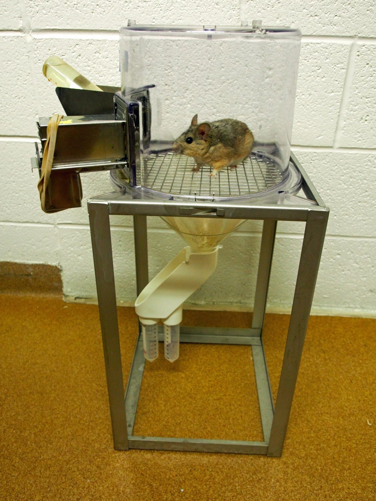 Woodrat in Metabolism Cage [IMAGE] | EurekAlert! Science News Releases