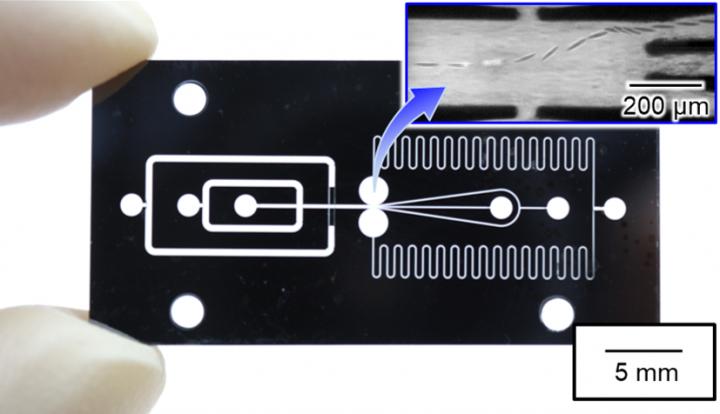 The Developed Microfluidic Chi [IMAGE] | EurekAlert! Science News Releases