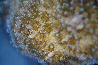 Algae, Friends of Coral, Produce an Antioxida | EurekAlert!