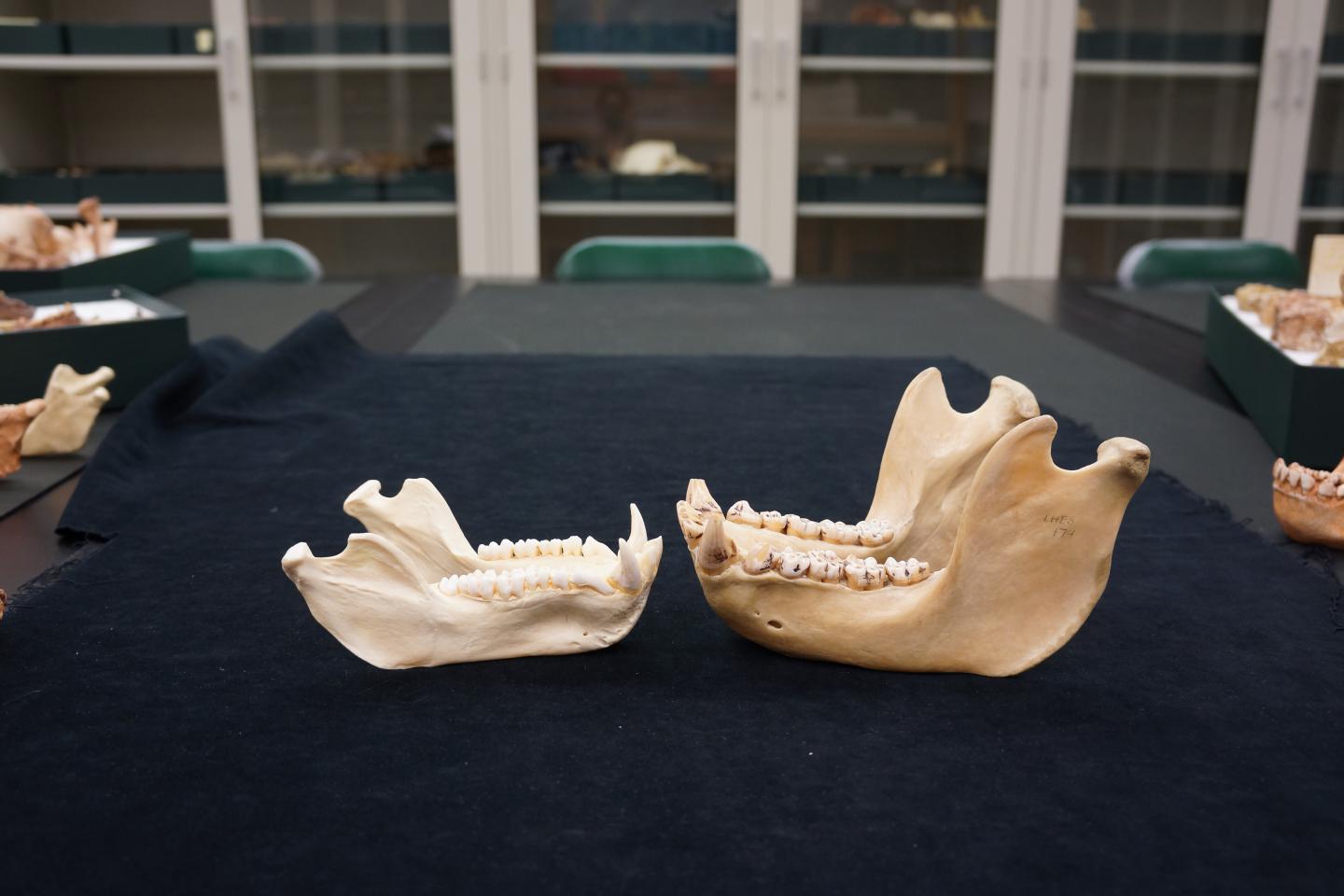 Monkey and Ape Mandibles [IMAGE] | EurekAlert! Science News Releases