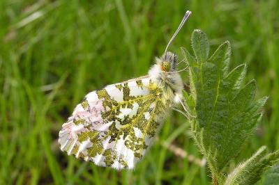 Anthocharis cardamines [IMAGE] | EurekAlert! Science News Releases