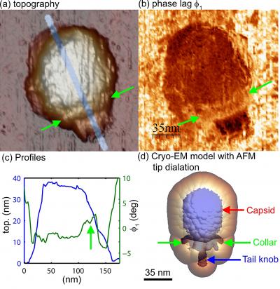 Atomic Force Microscope Image [IMAGE] | EurekAlert! Science News Releases