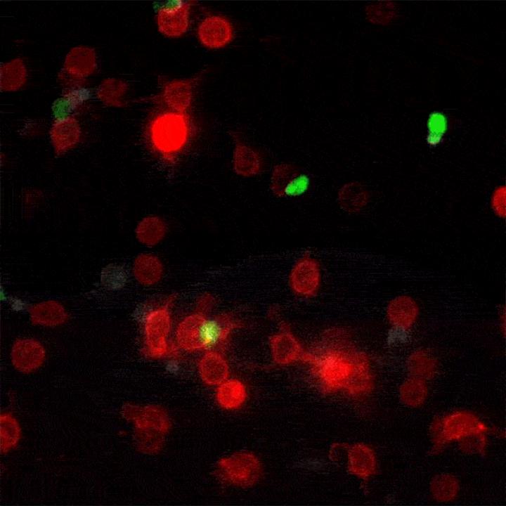Cell Contact [IMAGE] | EurekAlert! Science News Releases