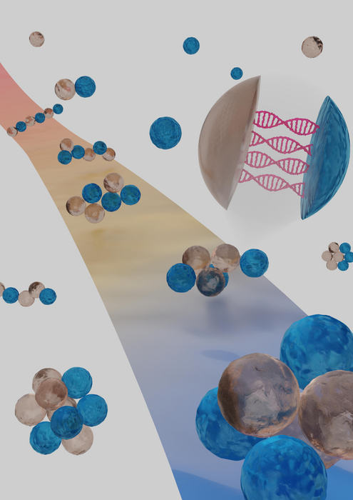 DNA strands programmed to fold [IMAGE] | EurekAlert! Science News Releases