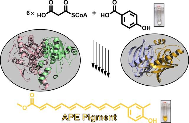 Biosynthesis of widespread pigments from bact | EurekAlert!