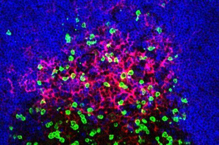 Germinal centers [IMAGE] | EurekAlert! Science News Releases