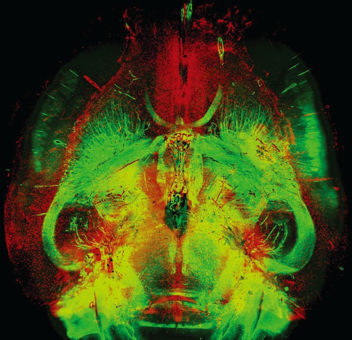 Action Learning Brain [image] Eurekalert Science News Releases
