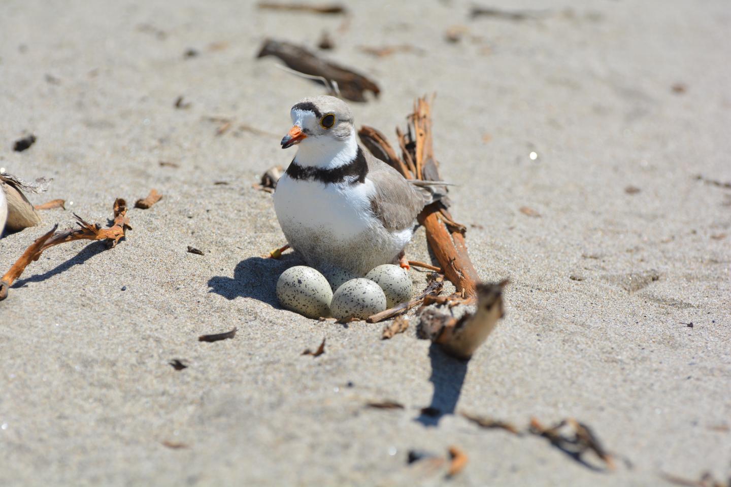 A piping plover adult standing [IMAGE] | EurekAlert! Science News Releases