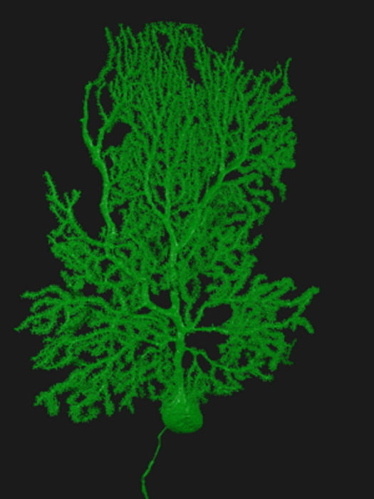 Purkinje cell [IMAGE] | EurekAlert! Science News Releases