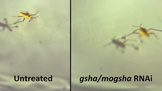 The Evolution of a Fan Propelled Water Stride | EurekAlert!