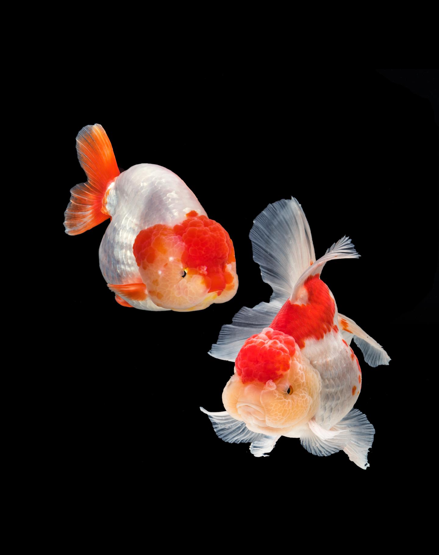 Egg Fish Goldfish