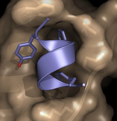 Influenza A NS1 Binding Pocket [IMAGE] | EurekAlert! Science News Releases